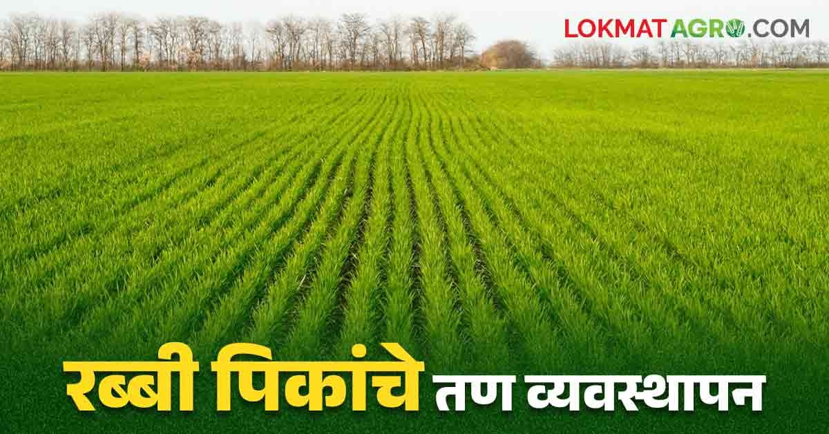 Rabi Crop Weed Management : रब्बी पिकांतील तण नियंत्रणाचे प्रभावी मार्ग ...
