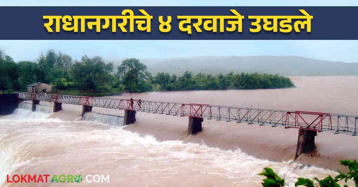 Radhanagari Dam Water Level : कोल्हापुरात पुन्हा दमदार पाऊस राधानगरी ...