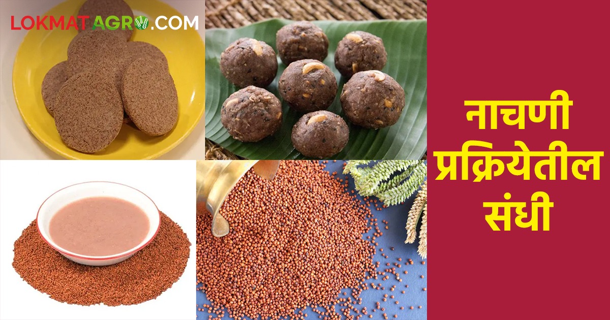 Ragi Processing नाचणी पासून कसे कराल पौष्टिक प्रक्रियायुक्त पदार्थ ...