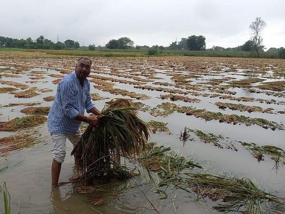 Rain Alert: अवकाळीची शक्यता, १३ जिल्ह्यांना यलो अलर्ट; कोणत्या दिवशी, कुठे कोसळणार ...