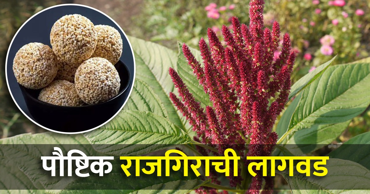 रब्बीत राजगिरा पिकाची लागवड कशी कराल? | How to plant rajgira amaranth ...
