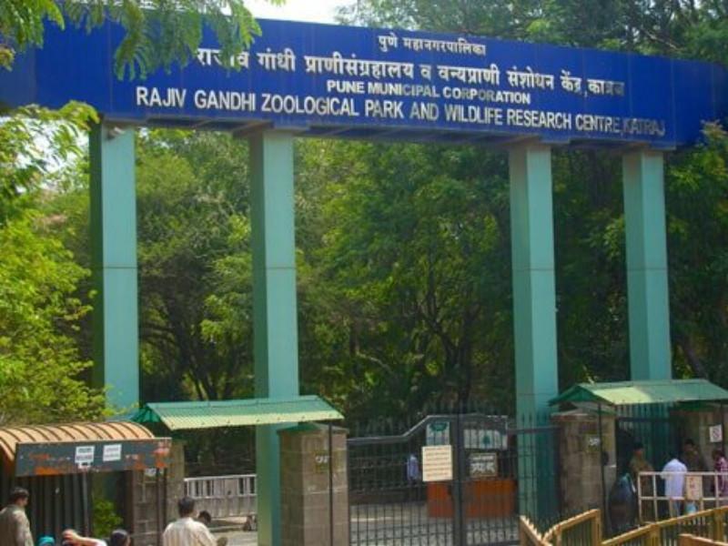 प्राण्यांचा होतोय अनैसर्गिक मृत्यू : कात्रज प्राणी संग्रहालयातील स्थिती ...