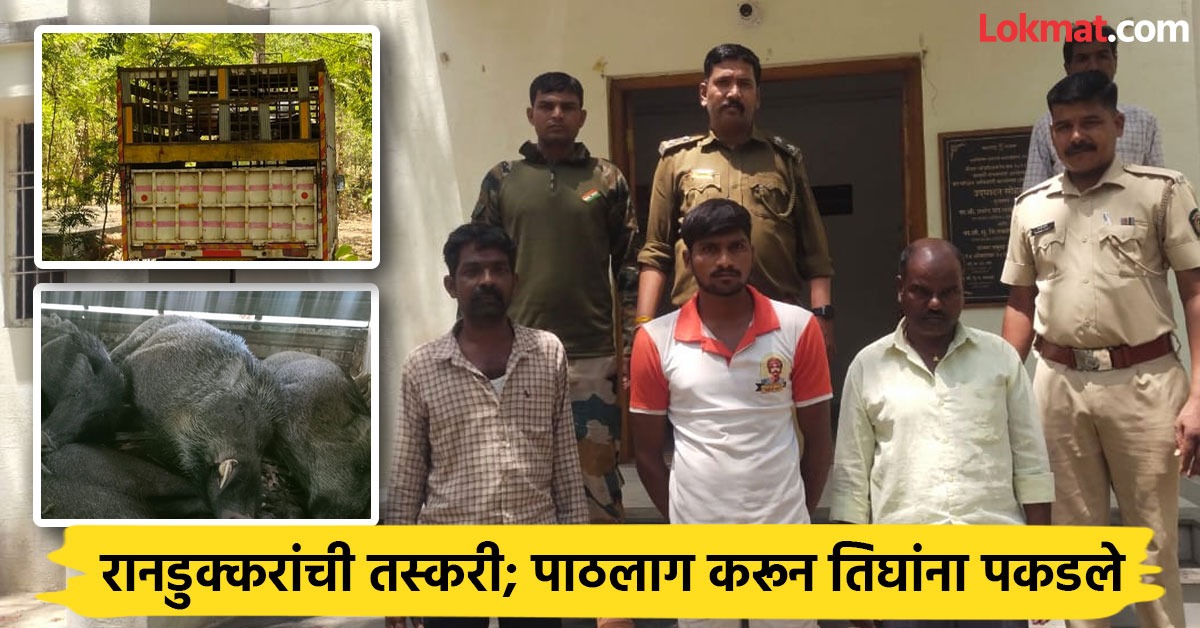 २० रानडुक्करे वाहनात भरून निघाले विक्रीस मुंबई, नाशिककडे; पाठलाग करून ...