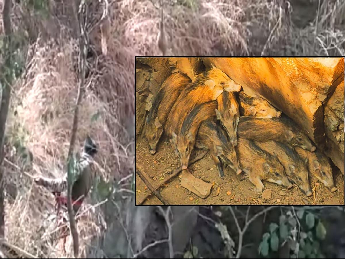 Kolhapur: सादळे-मादळेत पडक्या विहिरीत पडला रानटी डुकरांचा कळप; वनविभाग ...