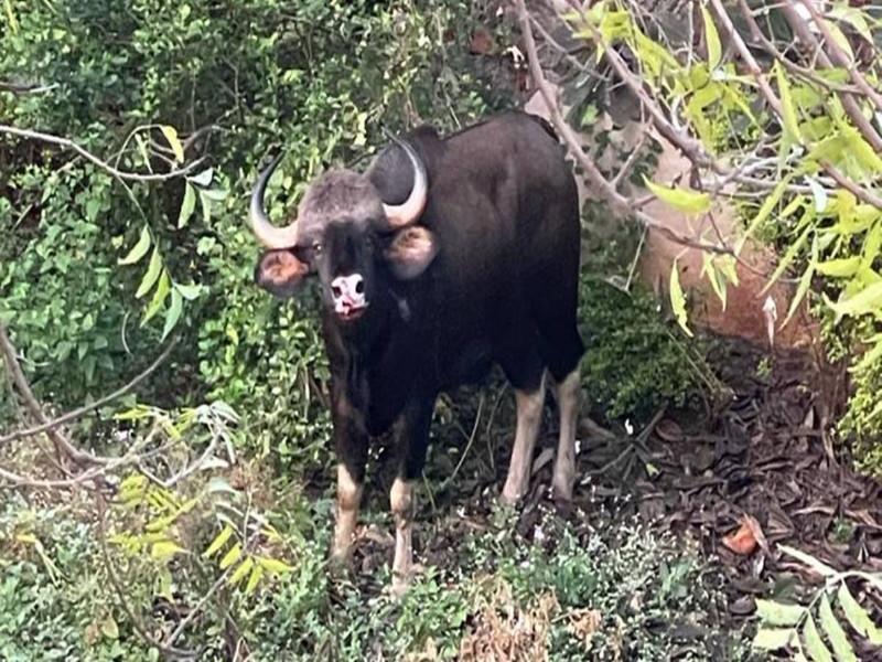 पुण्याच्या कोथरूड भागात शिरलेल्या रानगव्याच्या मृत्यूची उच्च ...
