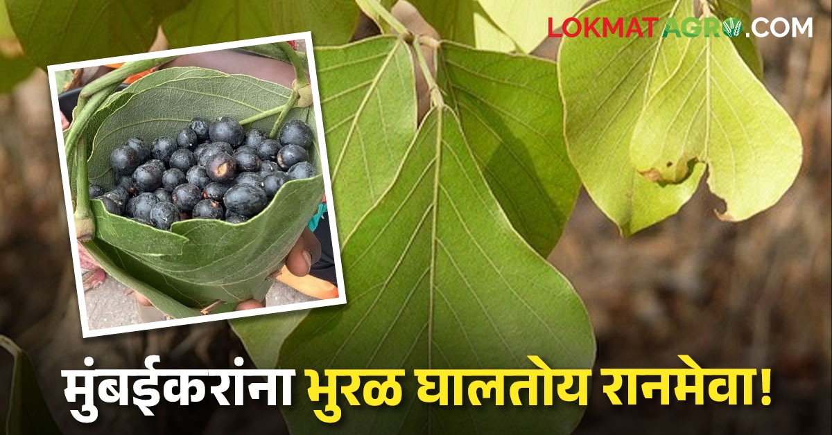 डोंगरदऱ्यातील करवंद, तोरणं आली मुंबईच्या दारी, रानमेवा मुंबईकरांना भुरळ ...