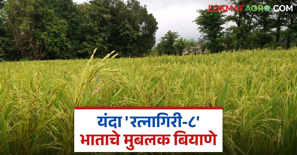 भाताची रत्नागिरी-८ ही जात होतेय पॉप्युलर; यंदा कोकण कृषी विद्यापीठात ...