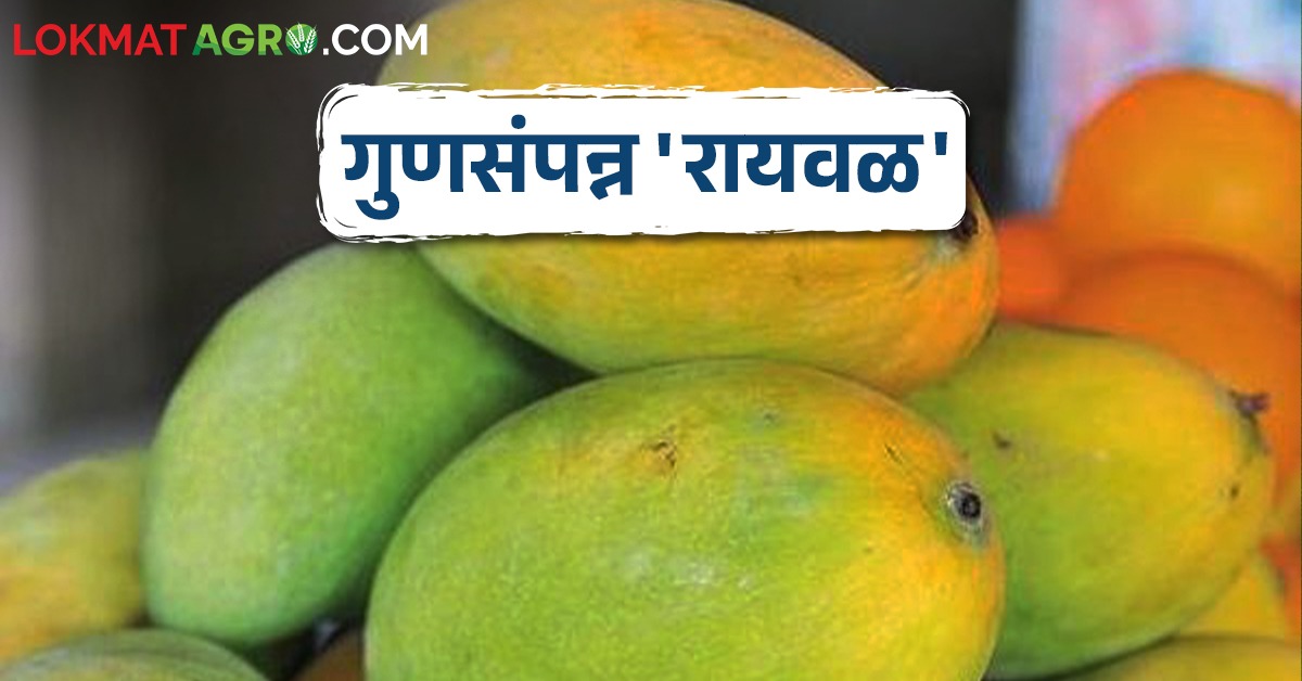 Raywal Mango गुणवैशिष्ट्यांनी नटलेला हा आंबा होतोय गायब | Raywal mango ...
