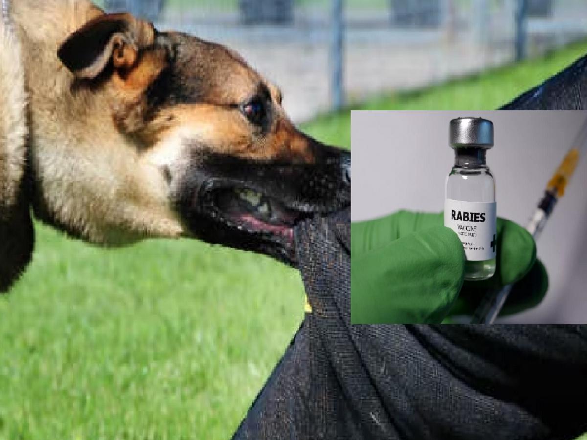 रेबीज इंजेक्शनबाबत जीवघेणा खेळ, प्राथमिक आरोग्य केंद्रात स्वयंघोषित ...