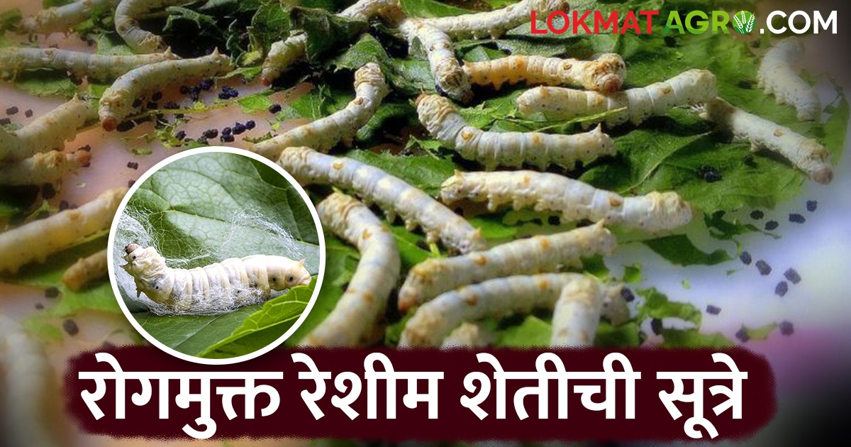 Reshim Sheti : रेशीम किटक संगोपन करताना रोगांचा प्रादुर्भाव टाळण्यासाठी ...