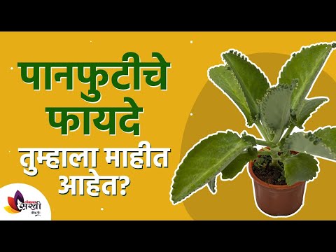 पानफुटी वनस्पतीचे फायदे आणि उपयोग काय आहेत? Benefits & Use of Panfuti ...