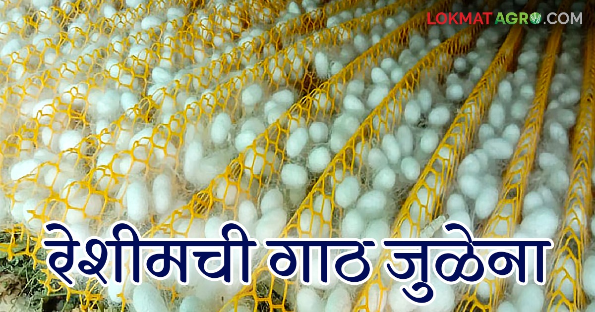 lastet news Sericulture farmers not get subsidy from government