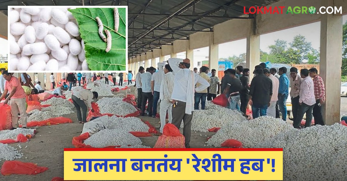 latest news Sericulture farming: Jalna is becoming a silk hub!
