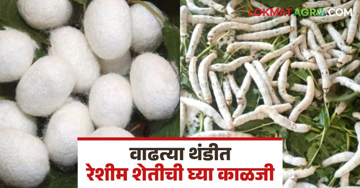 Take care of sericulture farm read in details tips
