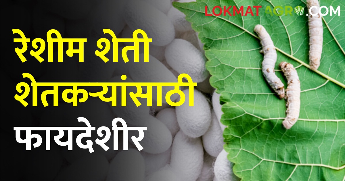 Sericulture Farming : रेशीम शेतीकडे शेतकऱ्यांचा कल वाढण्याची 'ही' पाच ...
