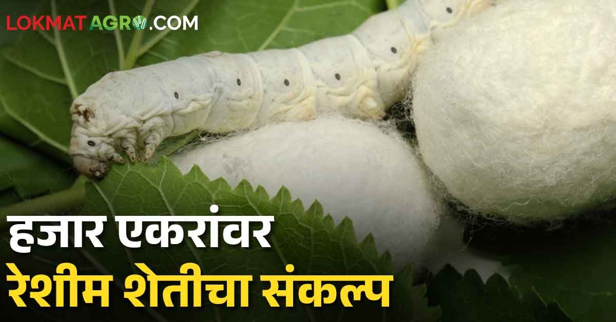 Sericulture या जिल्ह्यात एक हजारांहून अधिक एकरांवर होणार रेशीम शेतीचा ...