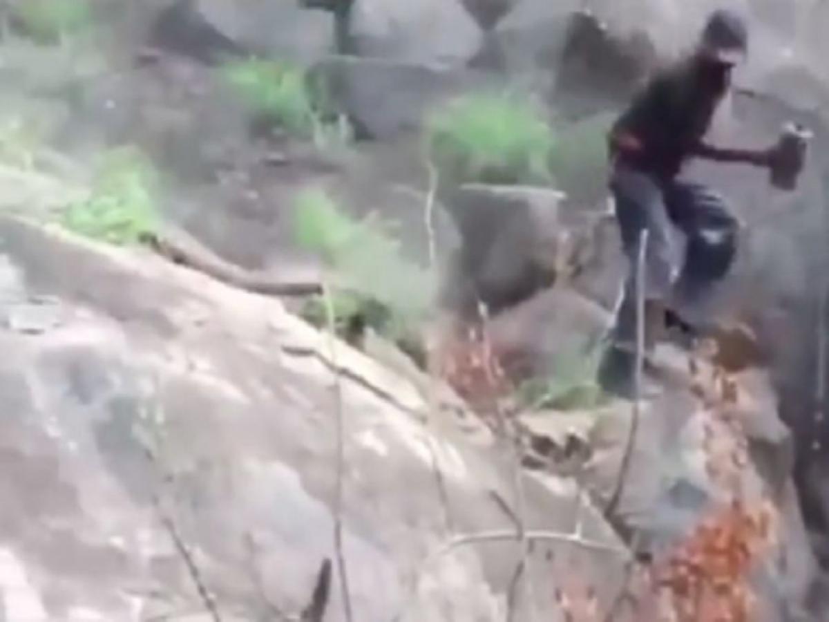 VIDEO : जंगलात खतरनाक सापाने व्यक्तीवर केला हल्ला, बघूनच उडेल थरकाप ...
