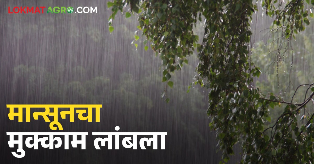 Maharashtra Rain : मान्सून लांबला; राज्यात पुढील तीन दिवस 'या' भागात पुन्हा मुसळधार पावसाची ...