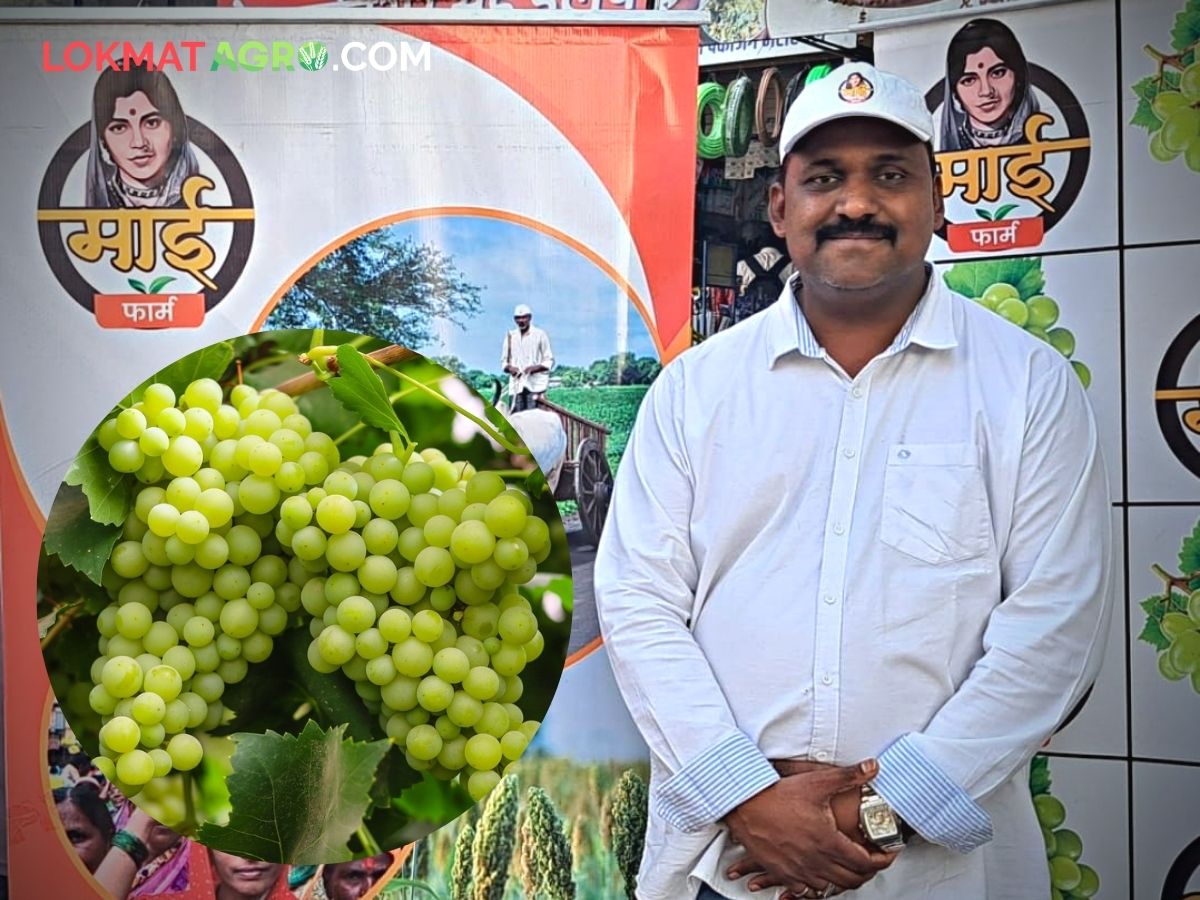 निर्यातीत दर मिळेना! सोलापुरचा तरूण रेसीड्यू फ्री द्राक्षाची पुण्यात ...