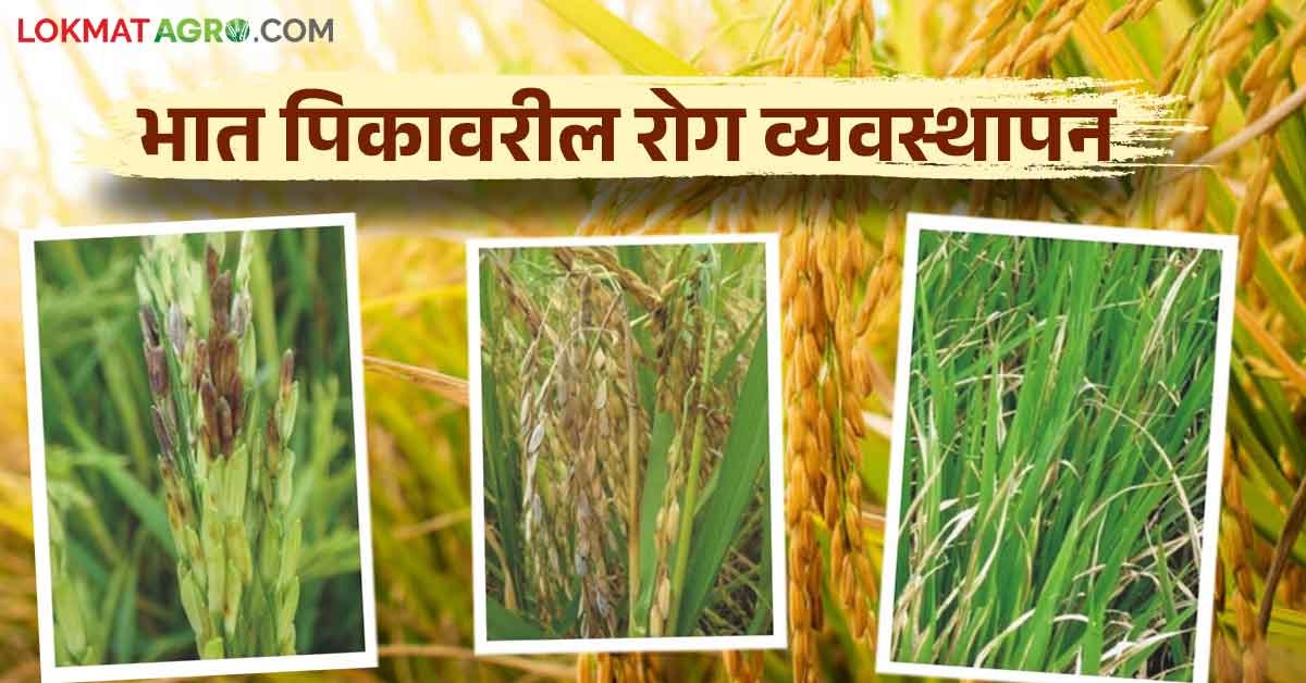 Rice Crop Management : भात पिकावरील रोग व्यवस्थापनाचे 'सहा' सोपे उपाय ...