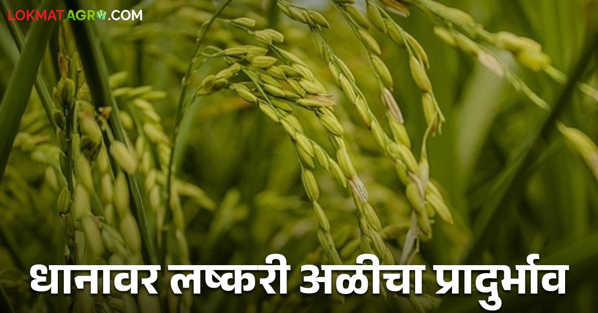 Paddy Crop Management : भात पिकावर लष्करी अळीचा प्रादुर्भाव, असे करा ...