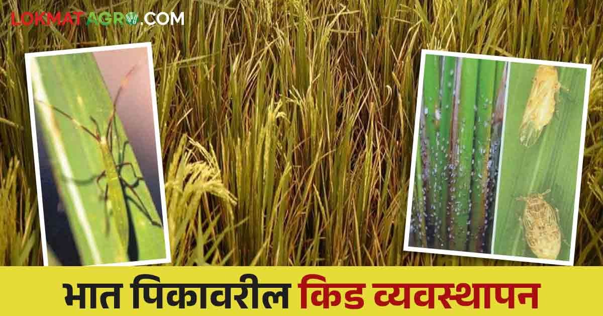 Rice Crop Management : 'या' पद्धतींचा वापर करून करा भात पिकावरील किड ...