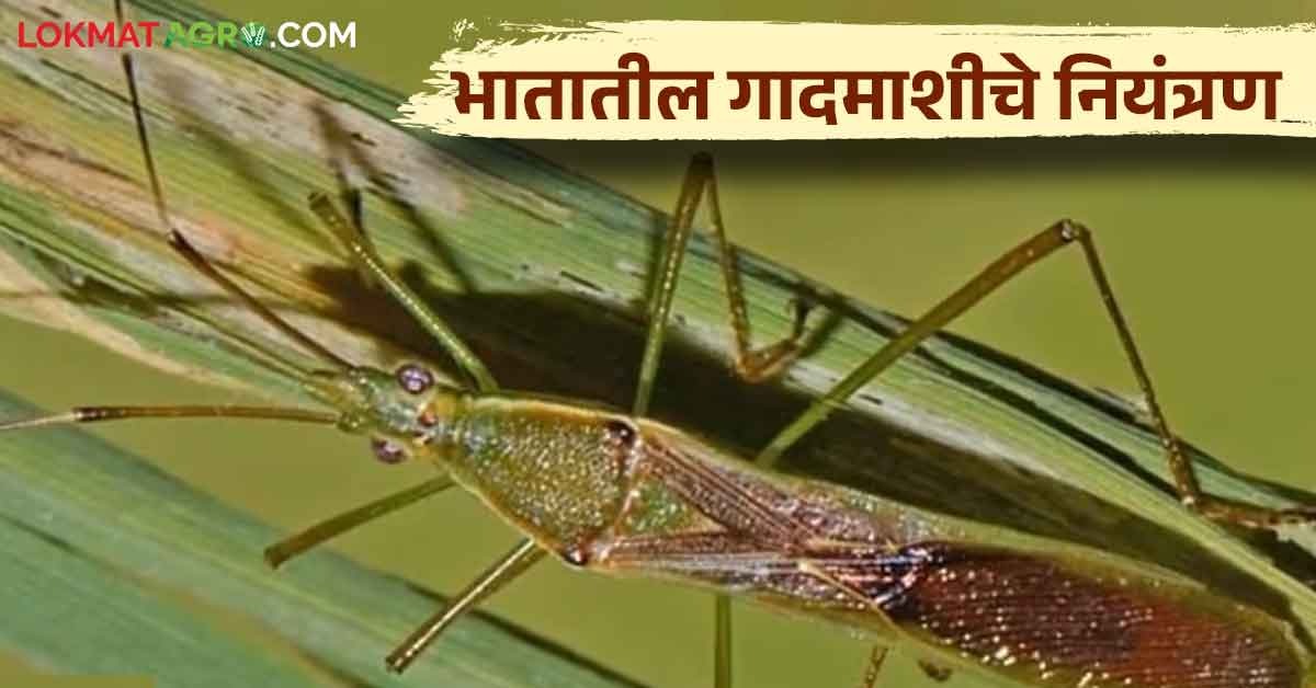 Bhat Gadmashi : भात पिकातील गादमाशीची ओळख व नियंत्रण | Bhat Gadmashi ...
