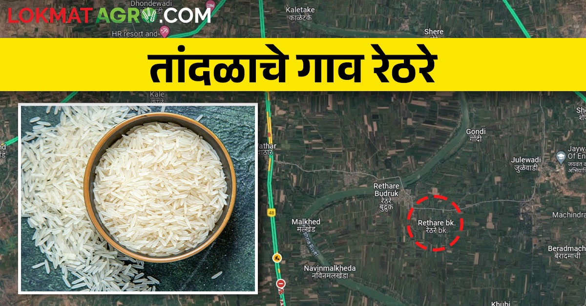 'रेठरे' गावाचा तांदूळ वाण बनला आंतरराष्ट्रीय ब्रँड | Rethare Village's ...
