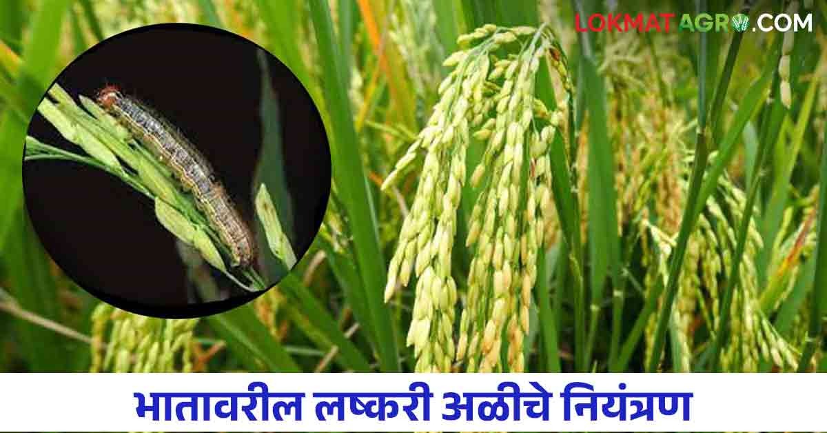 Lashkari Ali : भात पिकातील लष्करी अळीचा बंदोबस्त करण्यासाठी असे करा ...