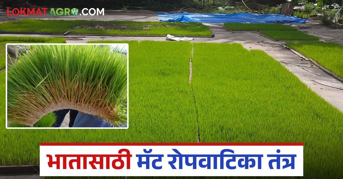 आता १२ ते १५ दिवसांतच तयार करा भाताची रोपे; कशी कराल रोपवाटिका? जाणून ...