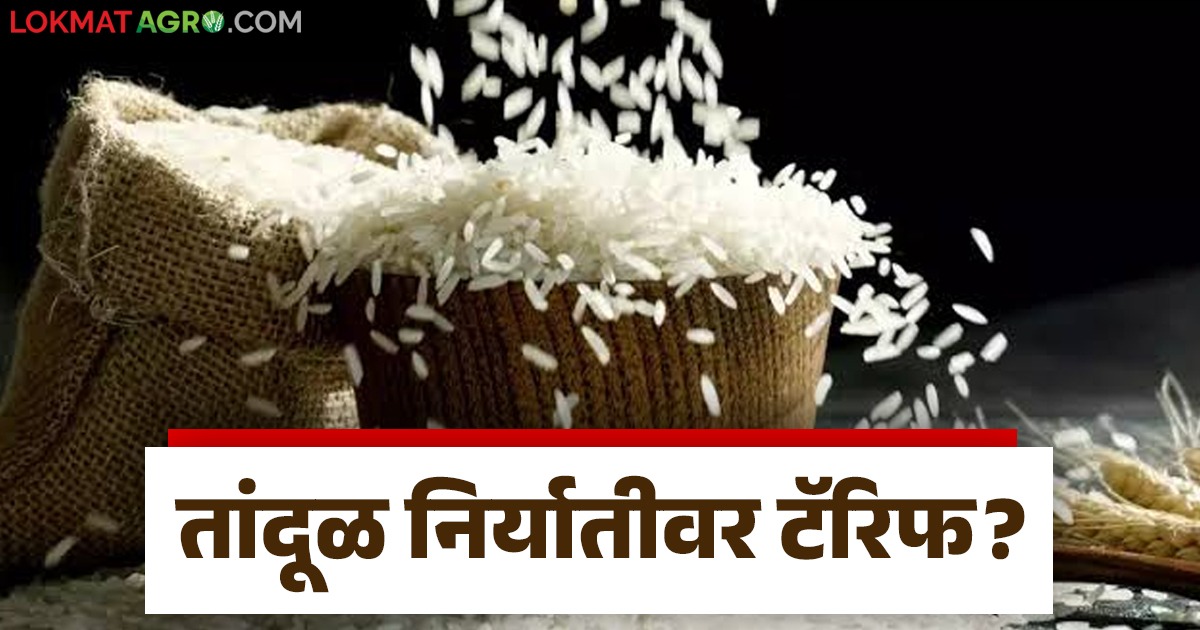 Rice Tariff Line : 01 मेपासून तांदळाच्या निर्यातीवर नवीन टॅरिफ लाईन ...