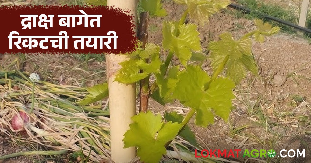 Draksh Bag Rikat : नवीन द्राक्ष बागेमध्ये रिकटची तयार करताय, 'ही' बातमी ...
