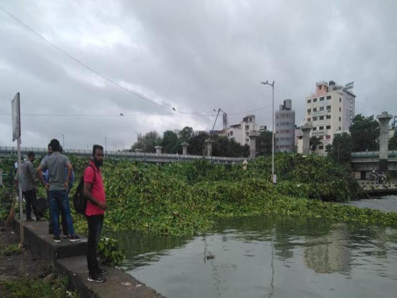 पुण्याचा भिडे पूल यावर्षी जलपर्णीच्या खाली; संपूर्ण रस्ता ब्लॉक Pune ...