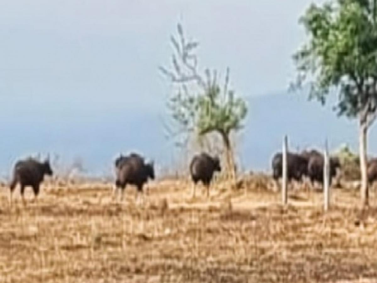 कोल्हापुरातील सादळे मादळे परिसरात १५ गव्यांचा कळप - Marathi News | 15 ...