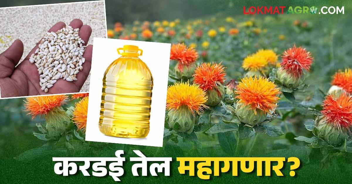 Safflower Farming : शेतकऱ्यांनी करडई पिकाकडे फिरवली पाठ; करडई तेल ...