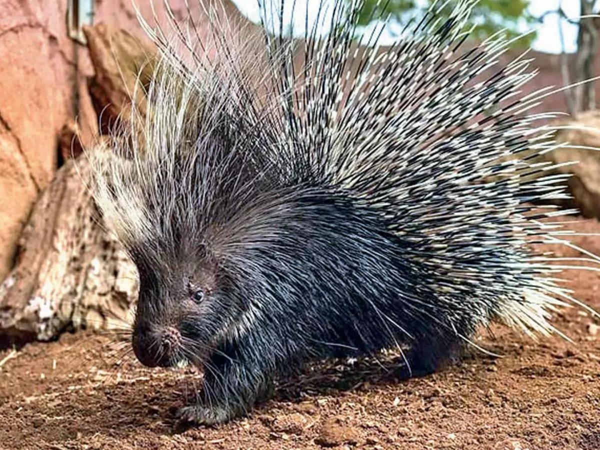 वाहनाने साळींदरला चिरडले, रस्त्यावर त्याचे काटे पसरले Solapur Marathi ...