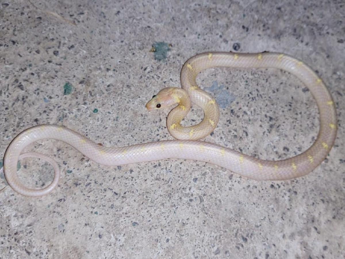 सांगलीत लांबलचक कवड्या साप, पण त्याला रंगच नाही!! Sangli Marathi News ...