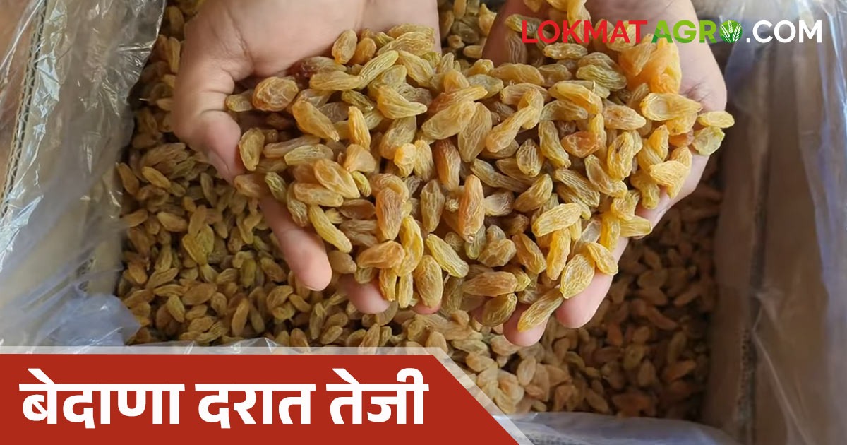 Bedana Bajar Bhav : सांगली मार्केटमध्ये बेदाण्याच्या दरात वाढ; कोणत्या ...