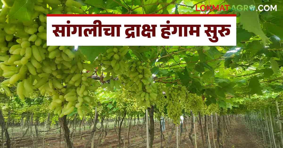 Draksh Bajar Bhav : सांगली जिल्ह्यात द्राक्ष हंगामास प्रारंभ; चार ...