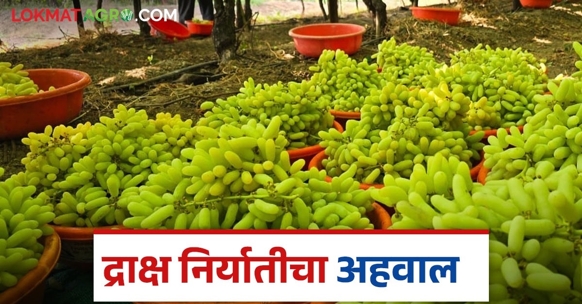 Draksh Niryat : सांगली जिल्ह्यातून कोणत्या देशात किती द्राक्षांची ...