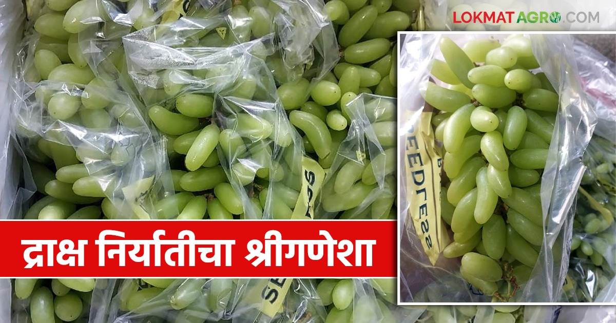 Draksha Niryat : सांगली जिल्ह्यातून द्राक्ष निर्यातीचा श्रीगणेशा; आखाती ...
