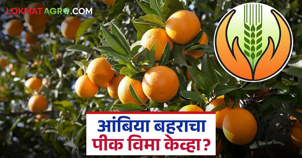 latest news Ambiya Bahar Crop Insurance read in details
