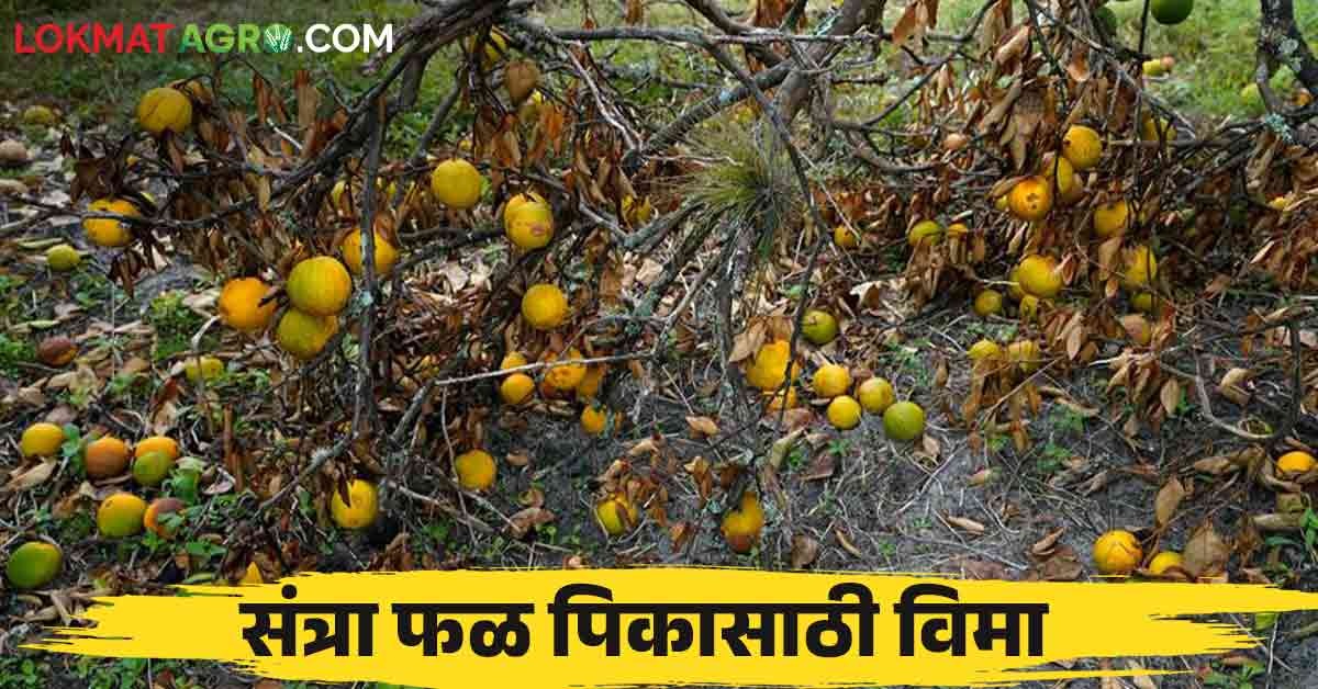 Santra Pik Vima 2024 : संत्रा फळ पिकासाठी अंबिया बहाराकरिता कसा भराल ...