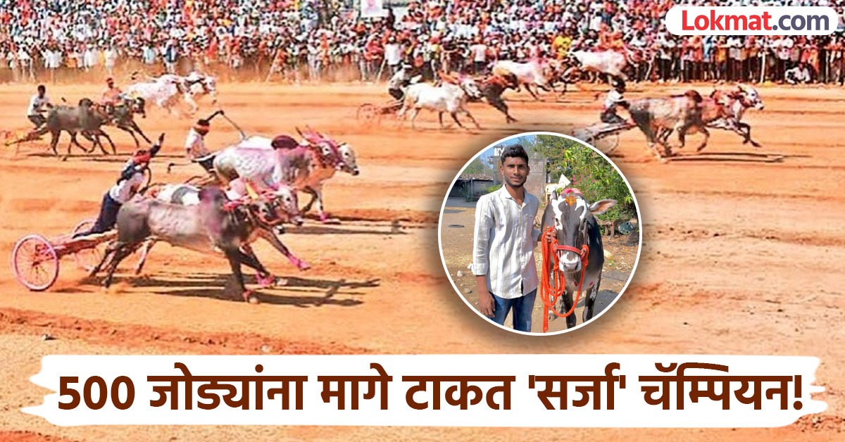 हिंगोलीचा 'सर्जा' सांगलीच्या शंकरपटात अव्वल; मालकासाठी कार,चांदीची गदा ...