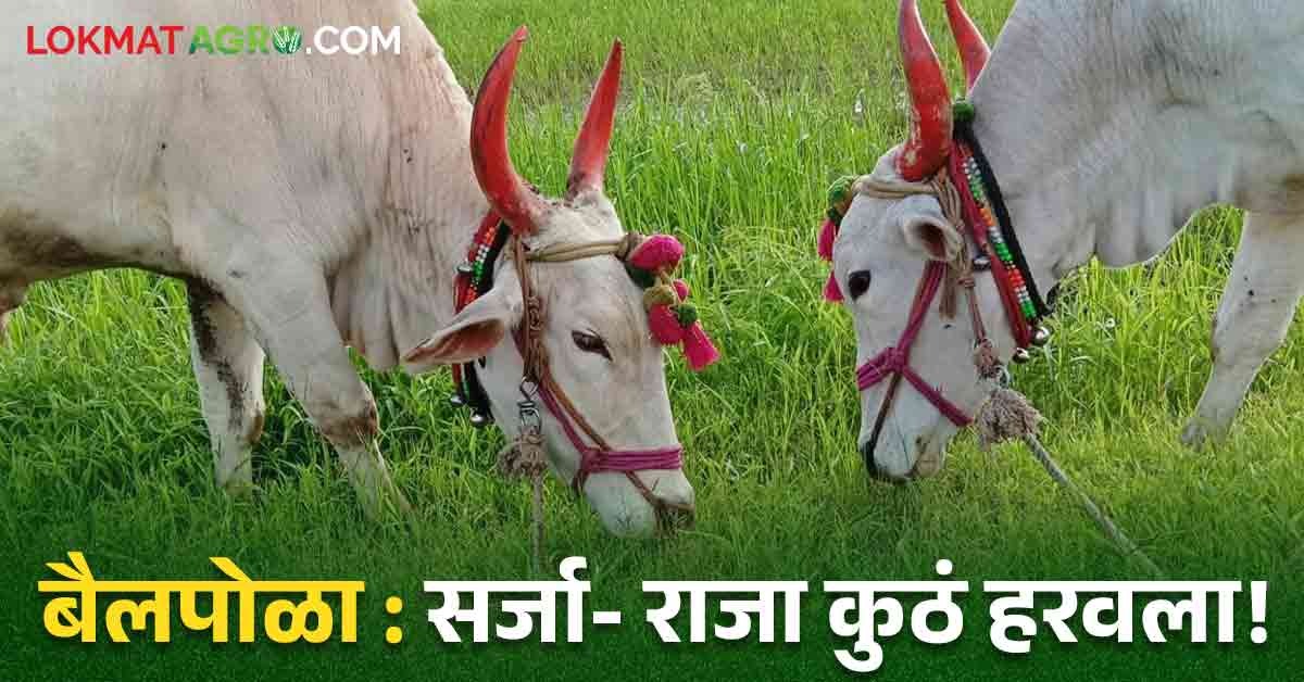 Bail Pola : बैलपोळा : सर्जा-राजाची रुबाबदार जोडी 'गावकी'तून हरवली, वाचा ...