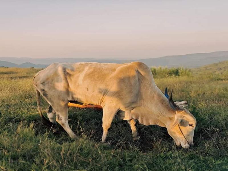 पाचशे फूट खोल दरीतून काढले बाहेर; महिनाभरापासून बेपत्ता सर्जा दिवाळीला ...