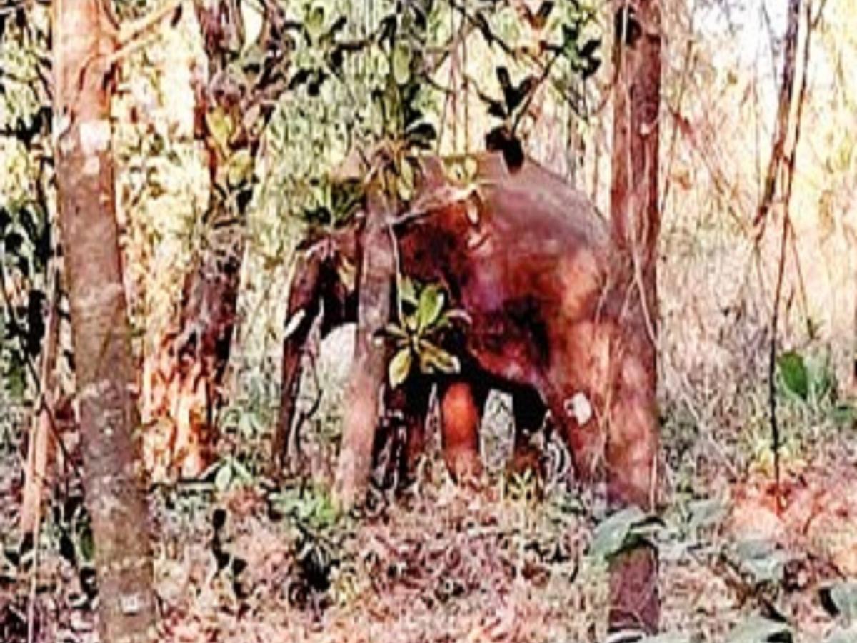 Sindhudurg: सासोलीत ओंकार हत्तीचे आगमन; शेतकरी चिंतित Sindhudurga ...
