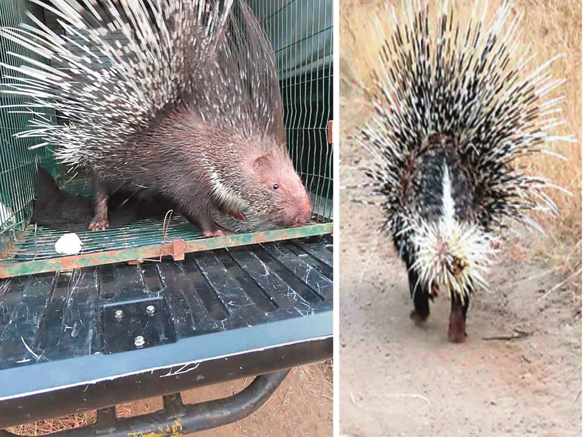 सायाळच्या कारनाम्याने कारखान्यास लाखोंचे नुकसान; काटयांवरुन शोध लागला ...