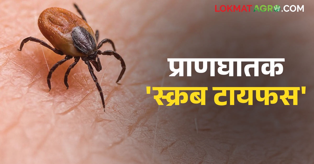 गवतात आढळणारा 'हा' किडा चावल्याने होतो स्क्रब टायफस आजार; वेळीच लक्ष न ...