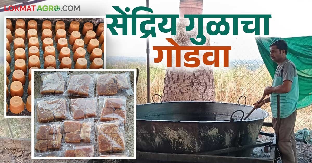 गुळ व आधारित उत्पादनातून वाढविला शेतीचा गोडवा; खर्च वजा जाता पावणेतीन ...